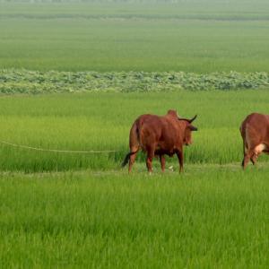 ILO Live - Rapport du terrain : Histoires de Just Transition